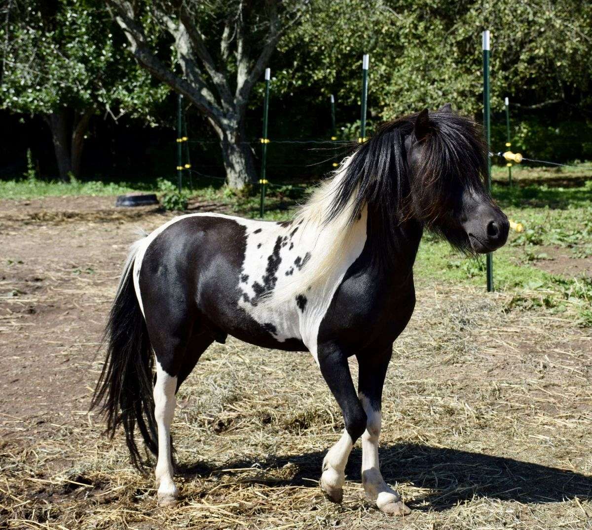 Mountain Spring Miniature Horse Farm on EquineNow