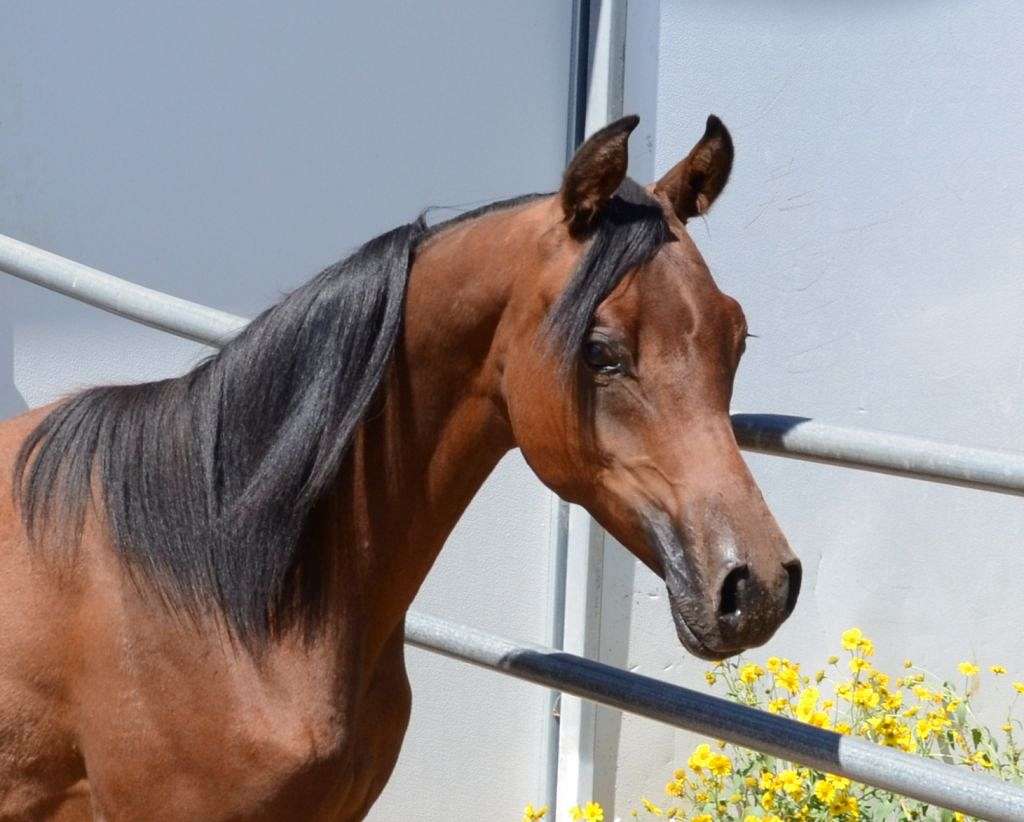 Circle T Ranch Arabians on EquineNow