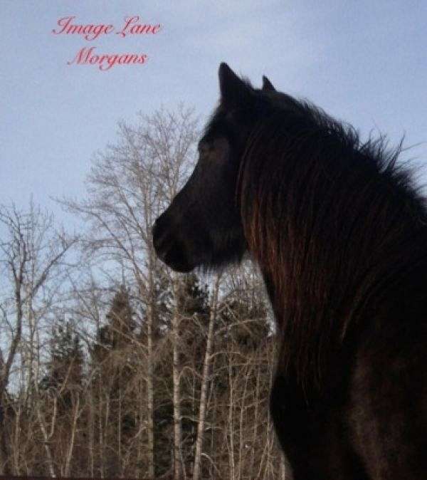 Image Lane Morgans on EquineNow