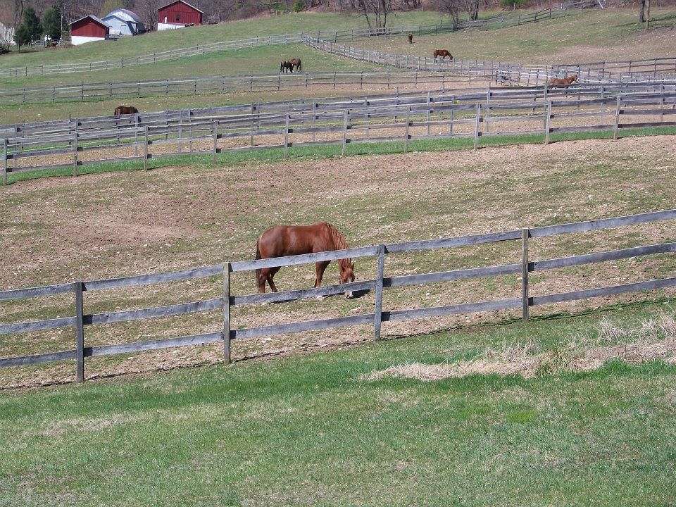 Pheasant Run Farm on EquineNow