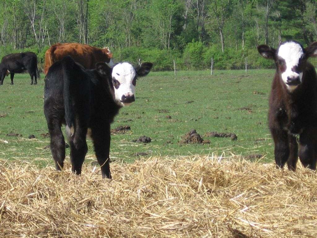 Windy Ride Farm on EquineNow