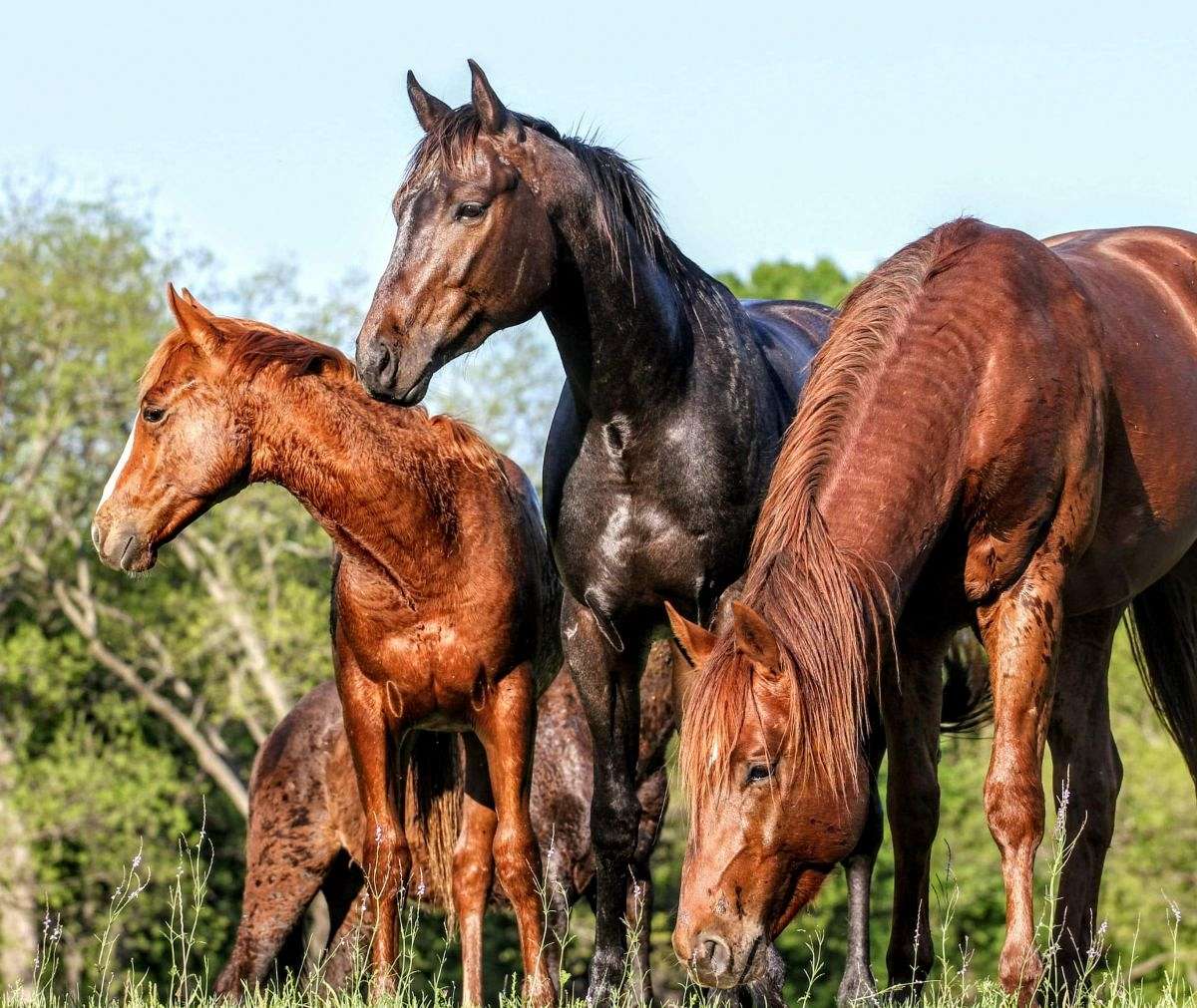Trinity Ranch on EquineNow