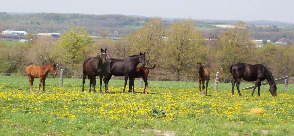 Select Stud Farms on EquineNow