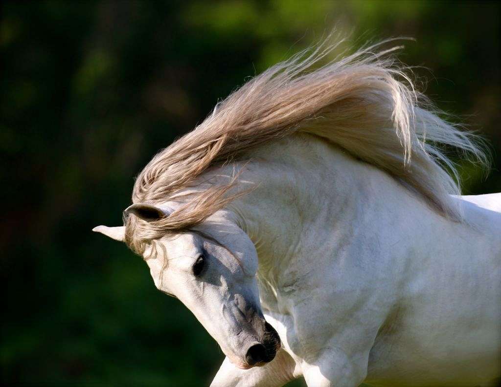 Legendary Lusitanos on EquineNow