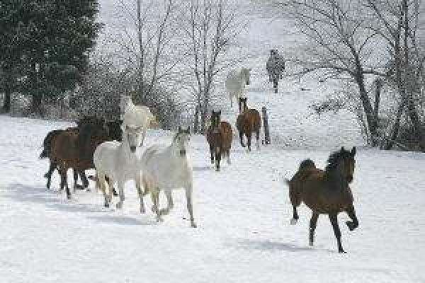 Tamarack Stables Rivers Edge on EquineNow