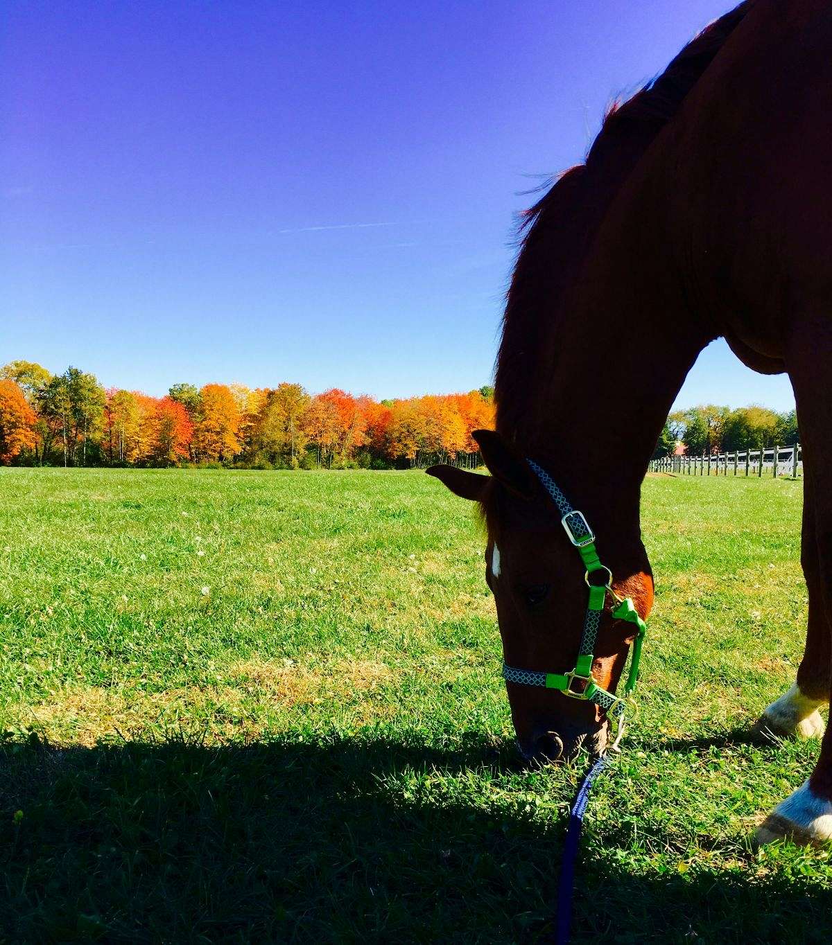Dusty Dog Farm on EquineNow