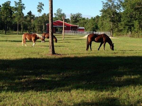 Thompson Ranch on EquineNow