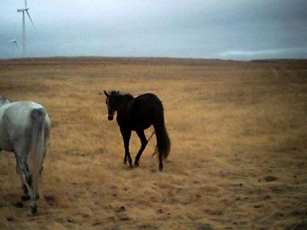 Two Moons Ranch on EquineNow