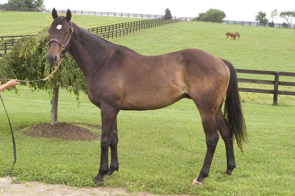 Maple Crest Stables on EquineNow