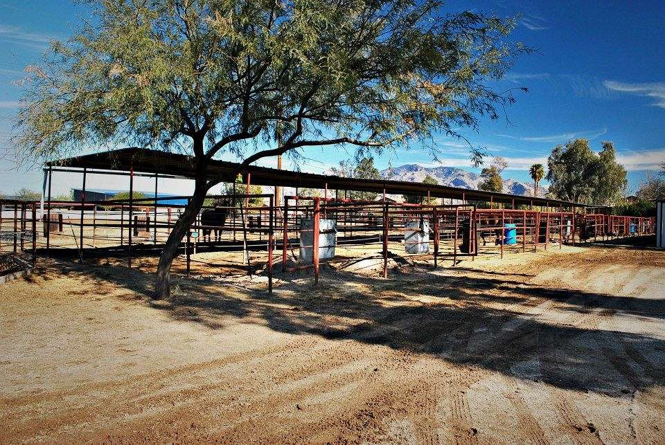 M White Stables on EquineNow