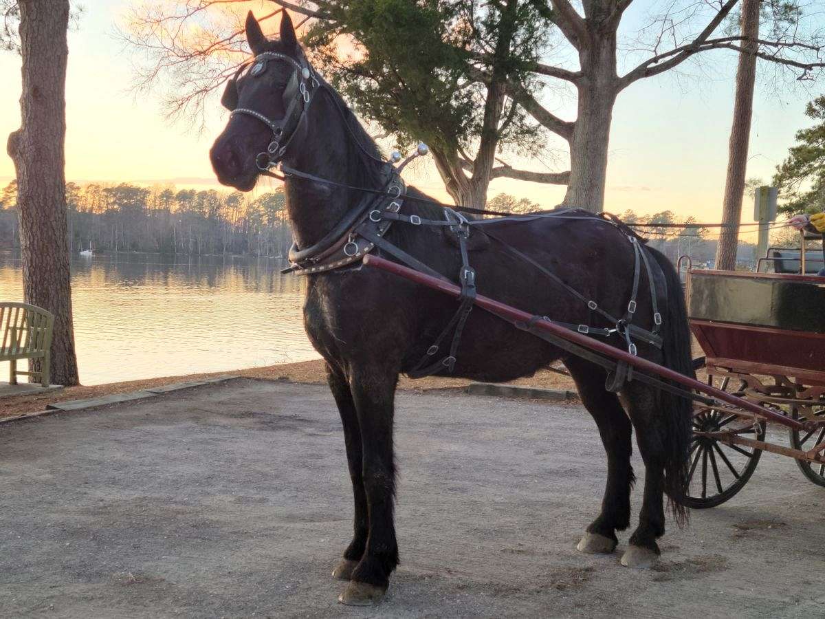 Isaiah Boyd on EquineNow