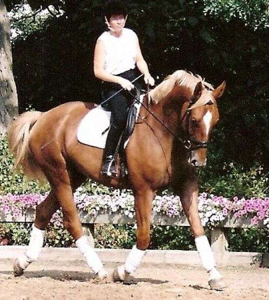 Preston Rosedale Farm on EquineNow