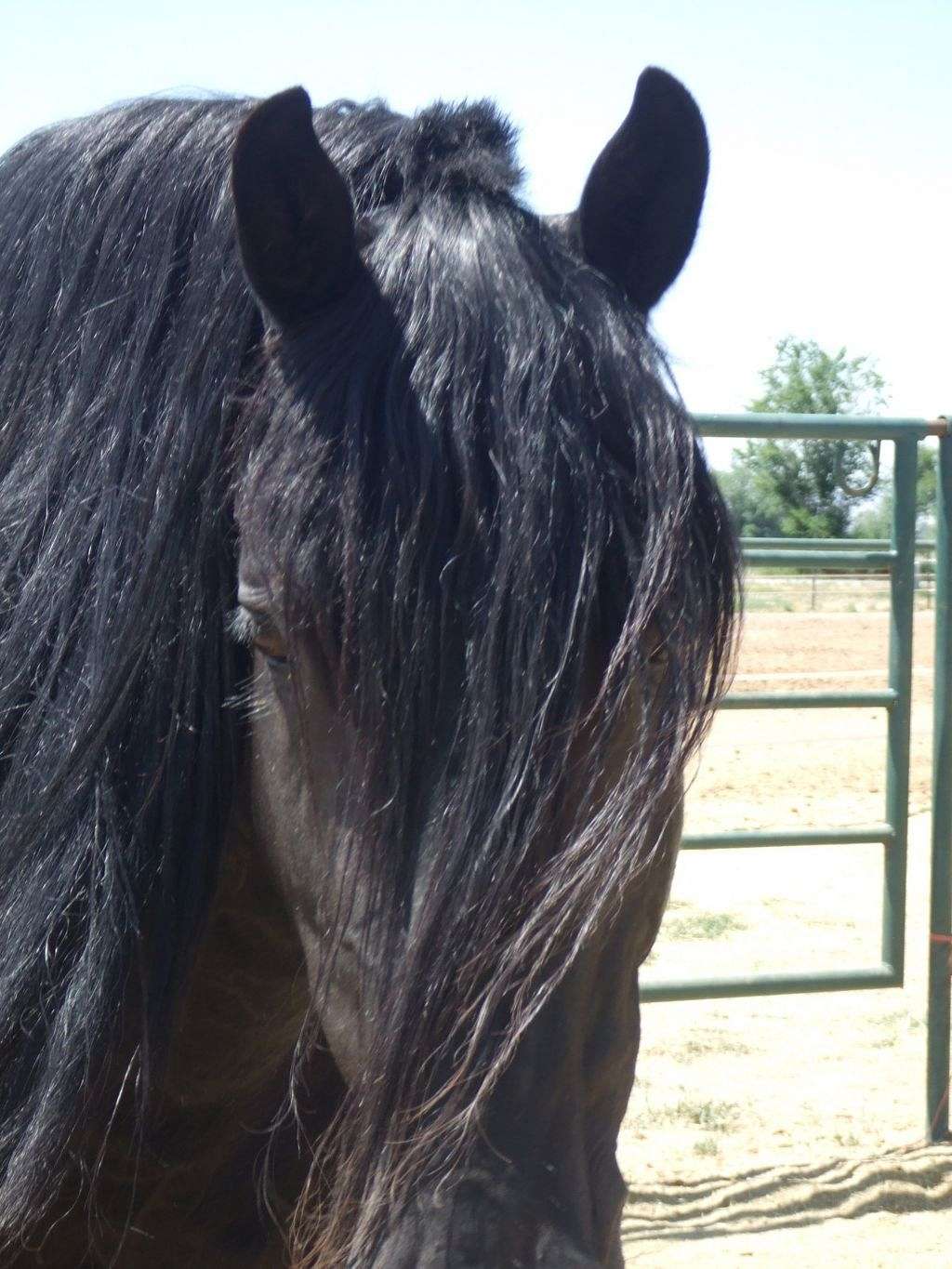 Valhalla Friesians on EquineNow