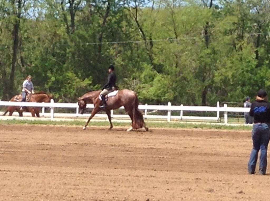 Infinity Pleasure Horses on EquineNow