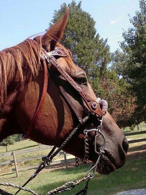 Fox Briar Farms on EquineNow