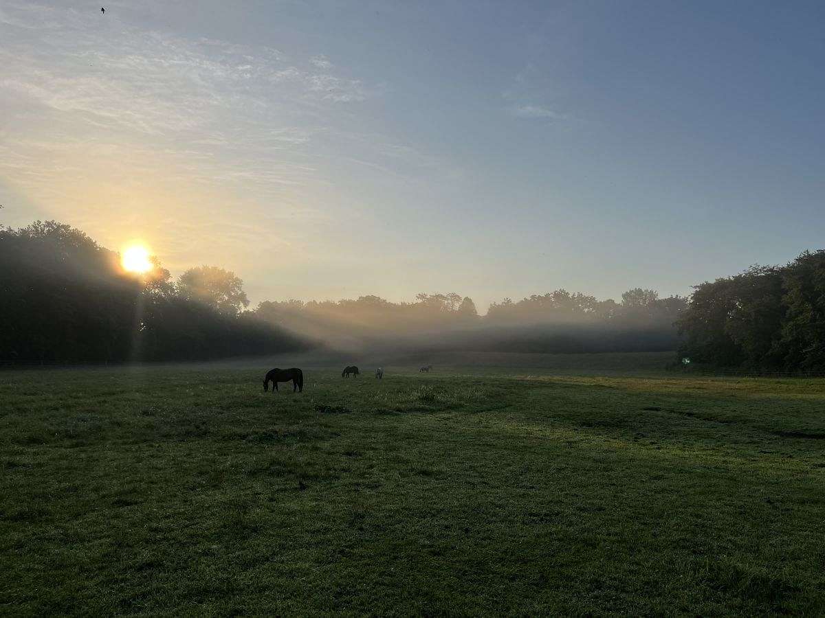 Transitions Equine Training Center LLC on EquineNow