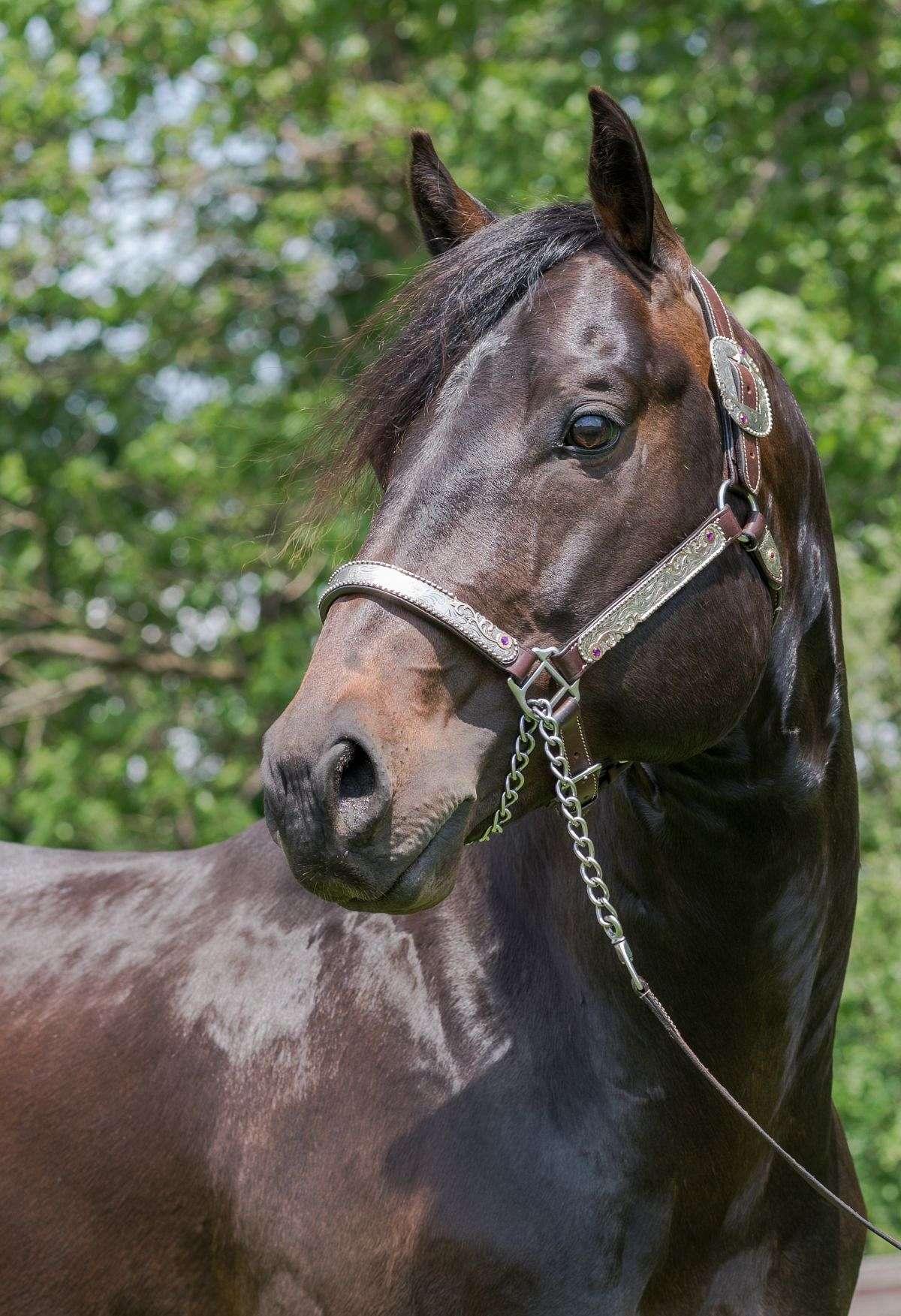 Sunny View Stables on EquineNow