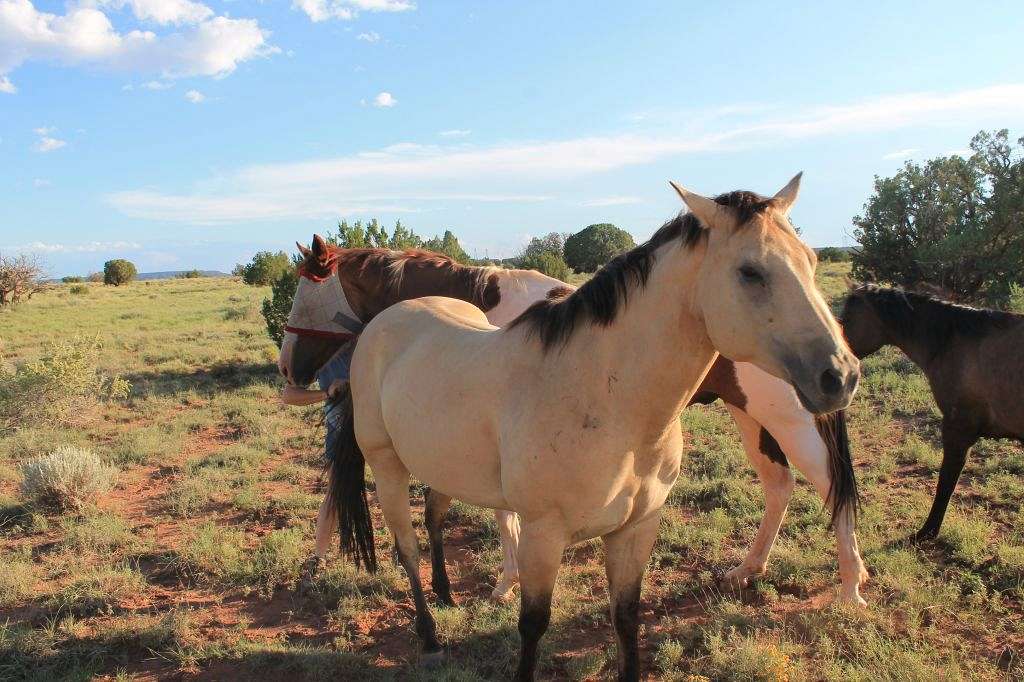 WAJ FARM on EquineNow