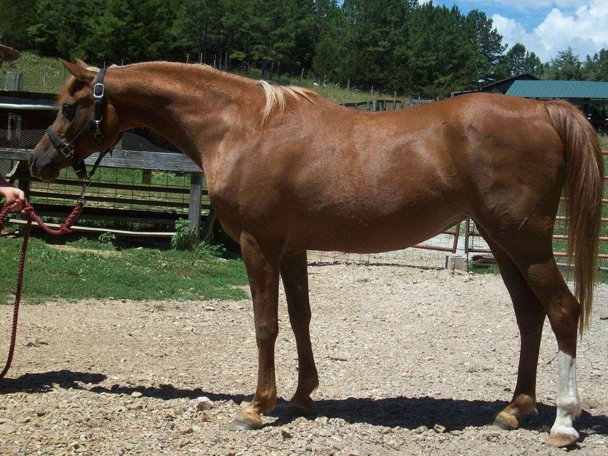 Ashley Creek Horse Company on EquineNow