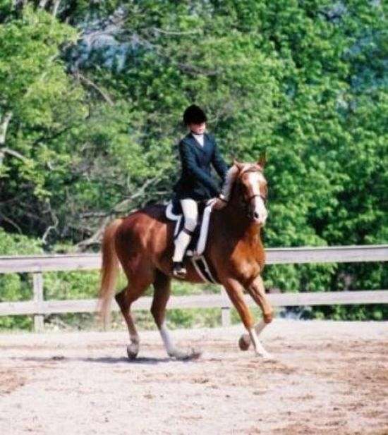 Fox Ridge Farm on EquineNow