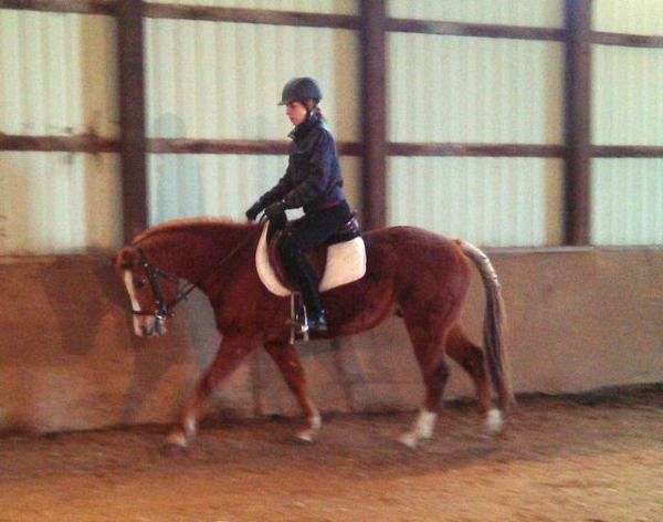 Elite Stables on EquineNow