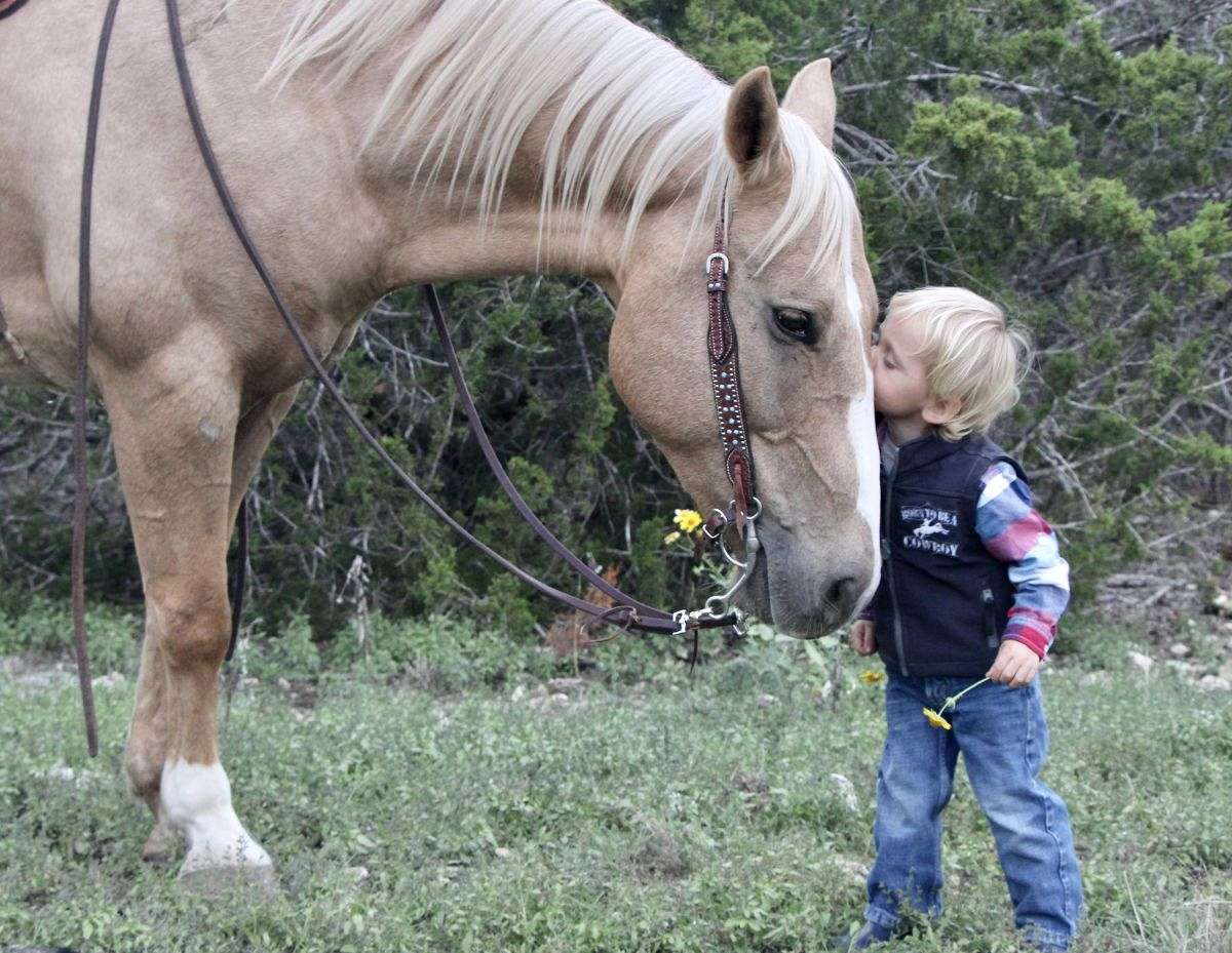 Gehring Performance Horses on EquineNow
