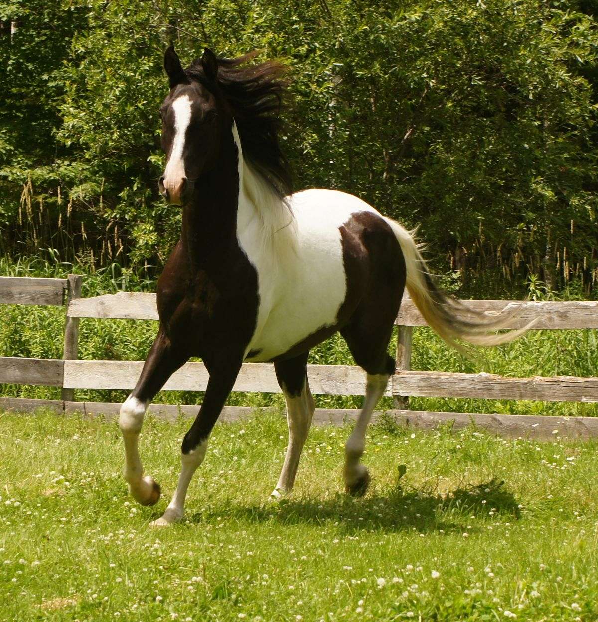 Grindstone Pintabians on EquineNow