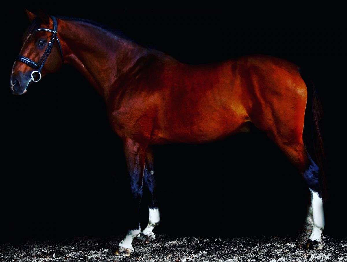 Haven Sporthorses on EquineNow