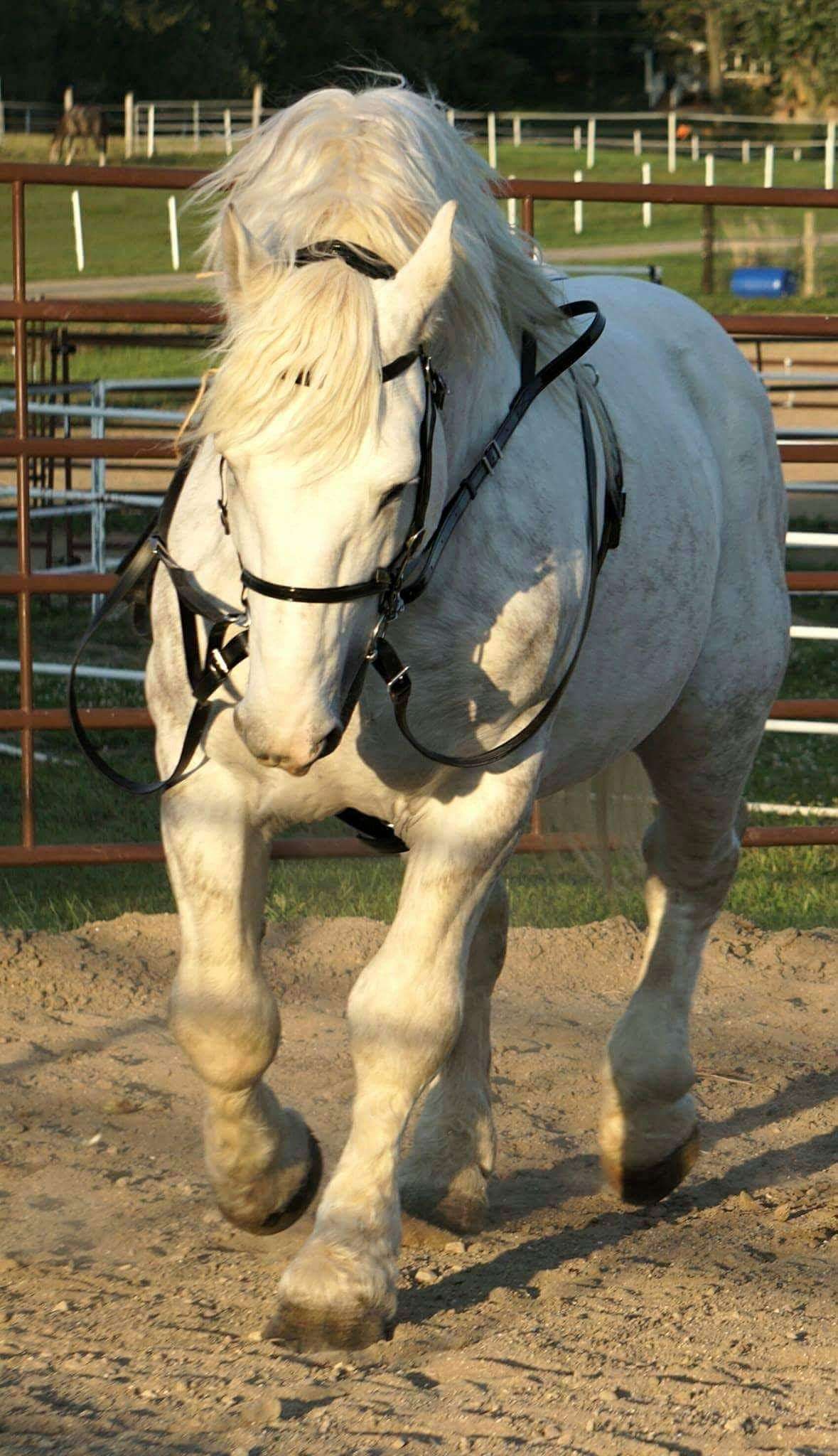 North American Boulonnais on EquineNow