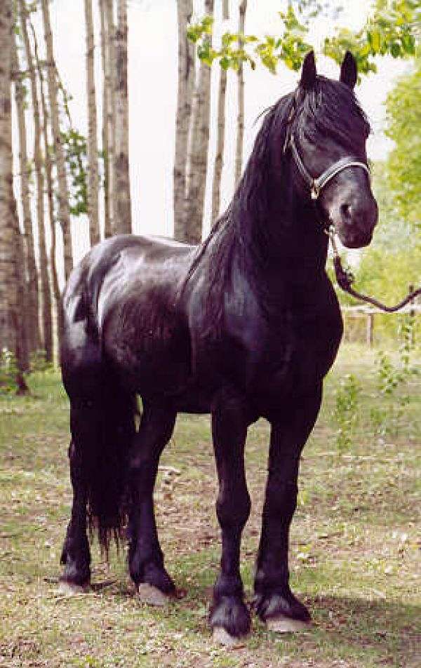 Whispering Hills Friesians on EquineNow