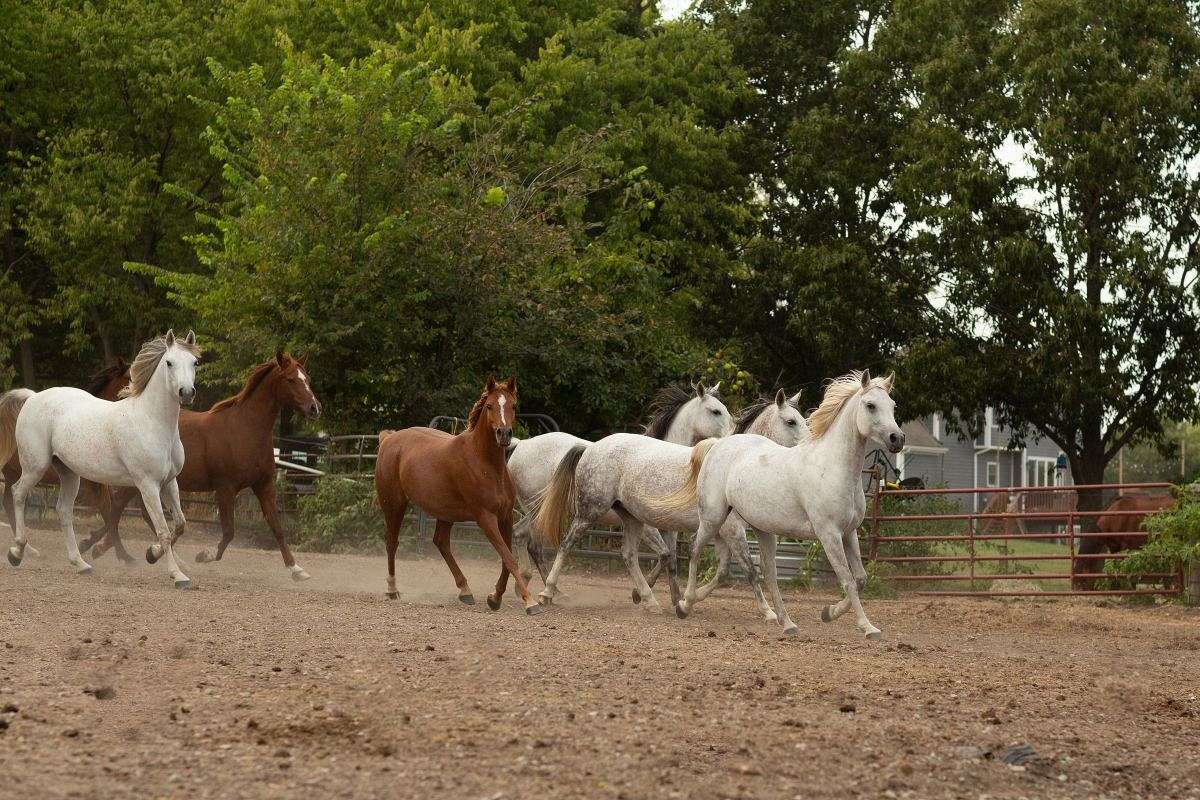 The Arabian Legends on EquineNow