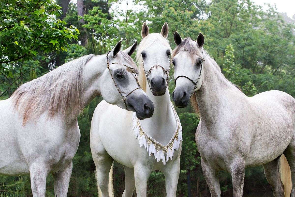 Lone Star Arabians on EquineNow