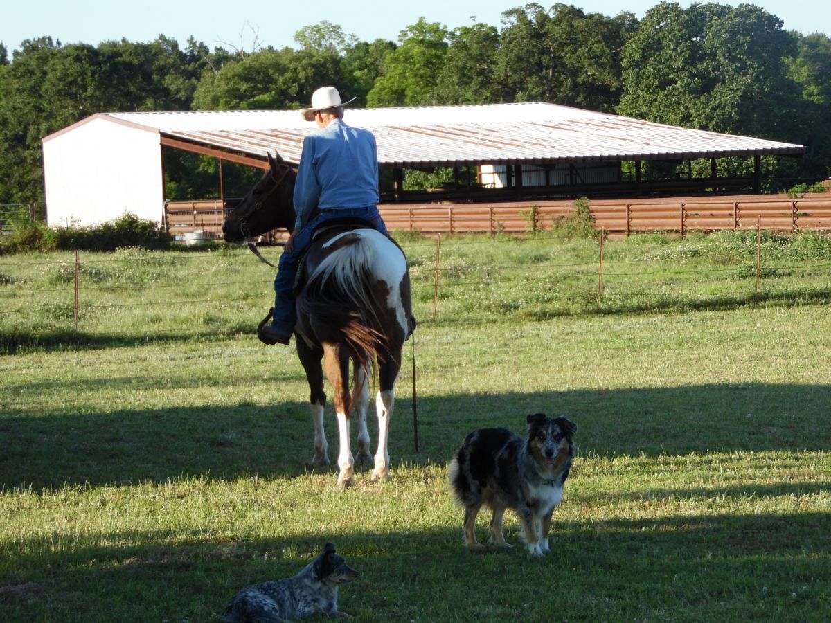 AFEW APHA-AQHA PERFORMANCE HORSES on EquineNow