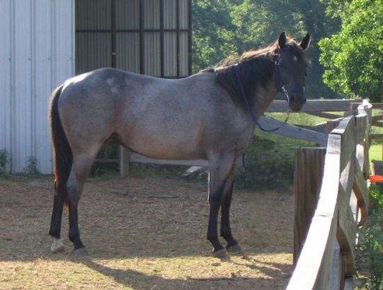 Texas Horse Sales on EquineNow