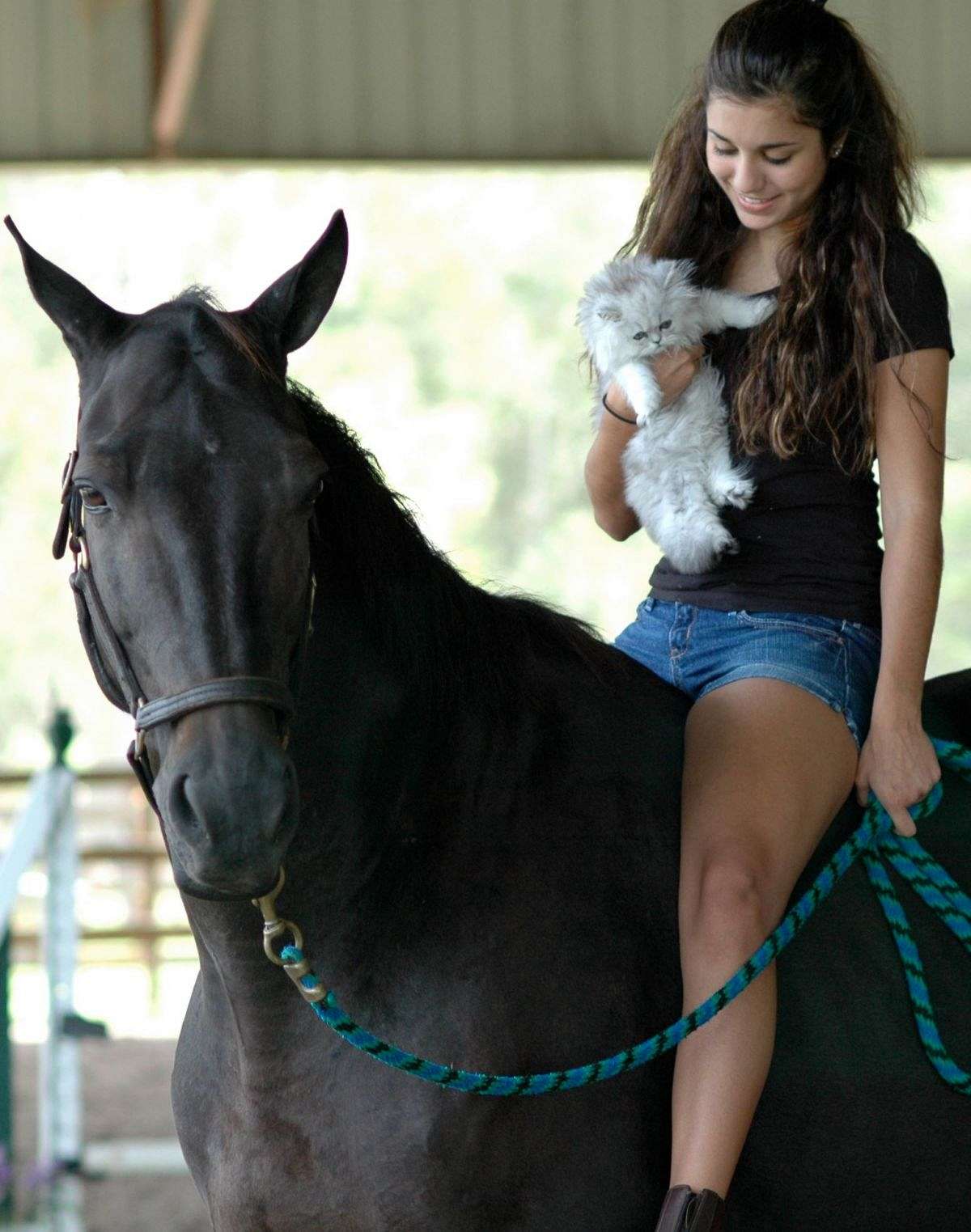 Farasi Farm LLC on EquineNow