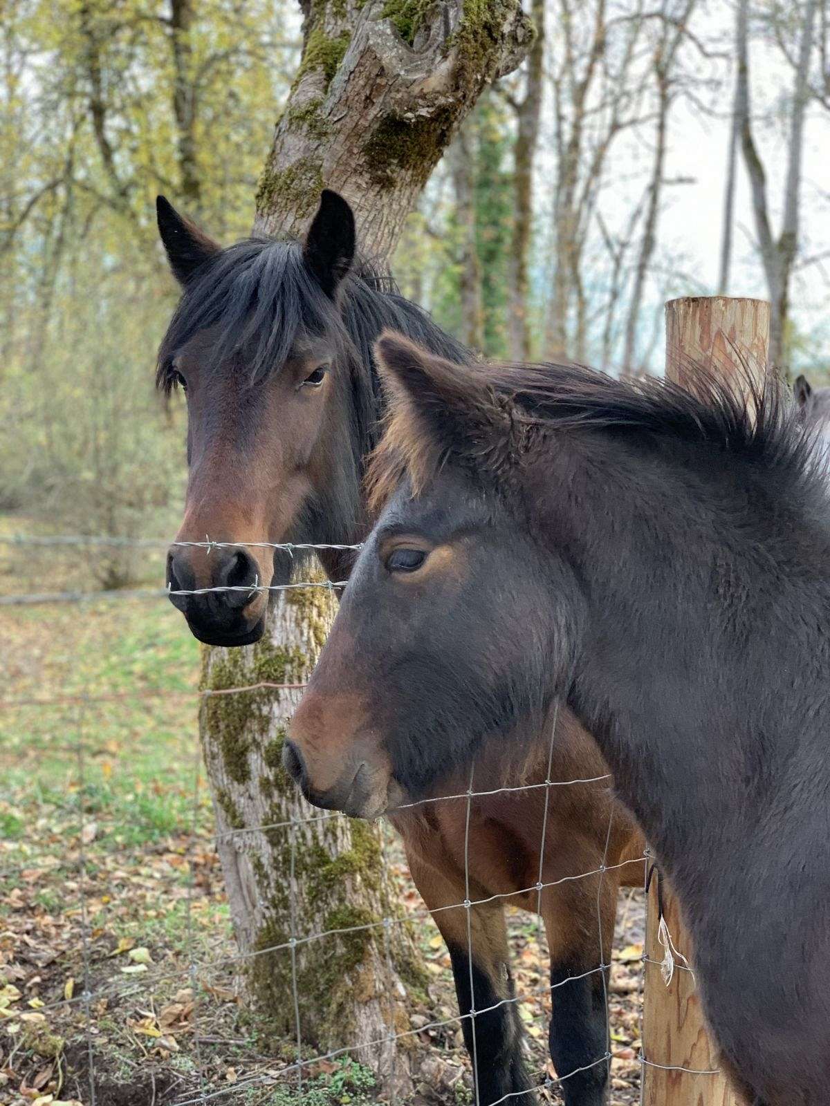Fiddlehead Pony Farm on EquineNow