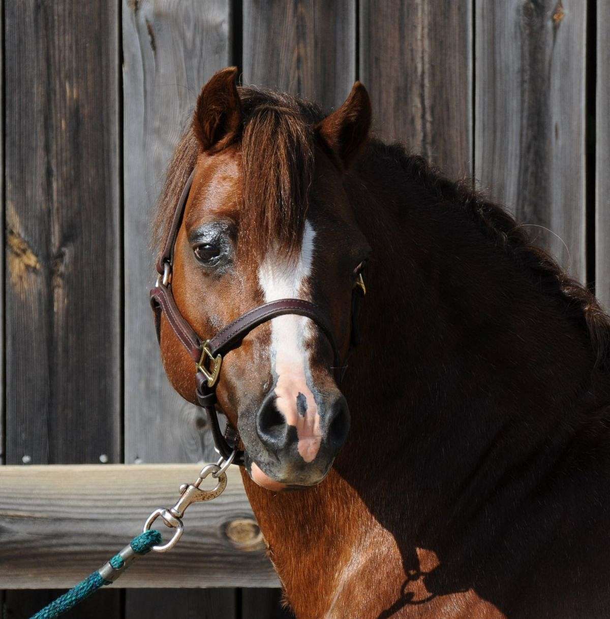 Maye Show Ponies on EquineNow