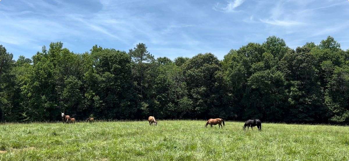 Boss Mare Equine Solutions on EquineNow