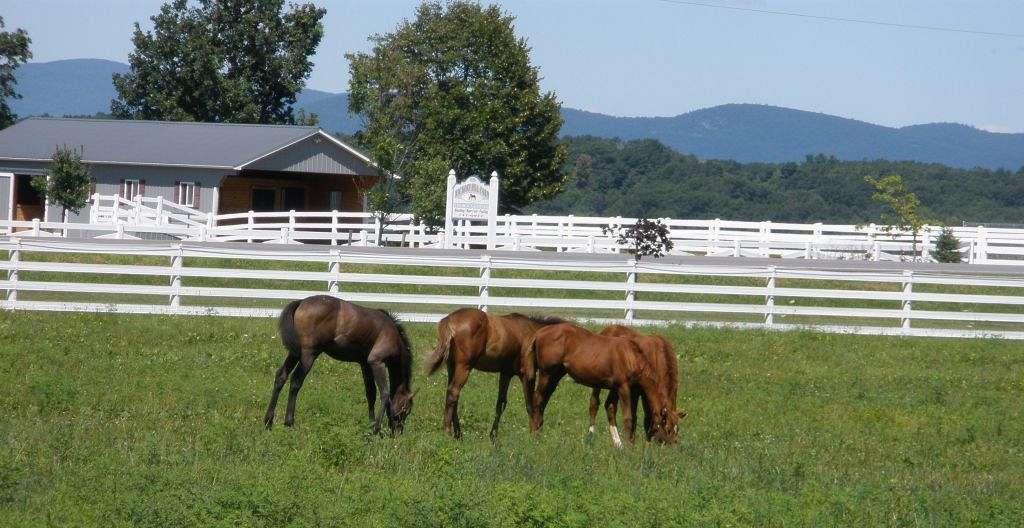 Hickory Hill Farm Thoroughbreds LLC on EquineNow