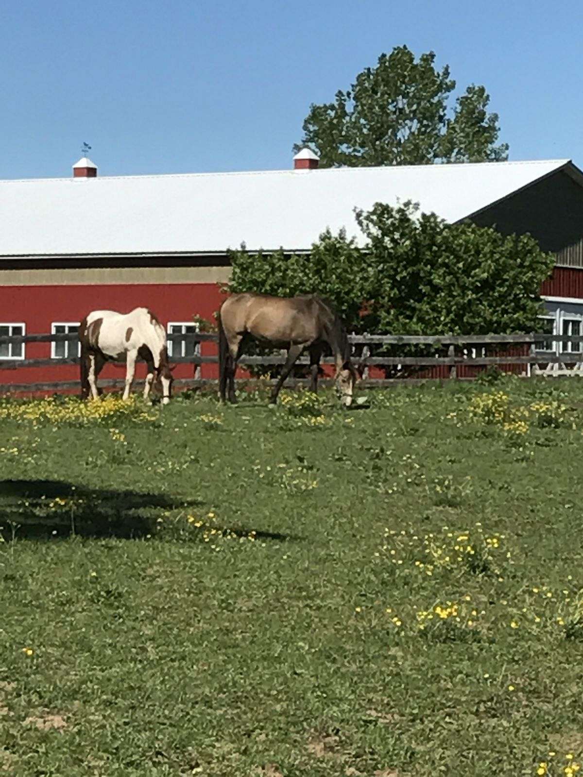 Green Acres Retirement Farm on EquineNow