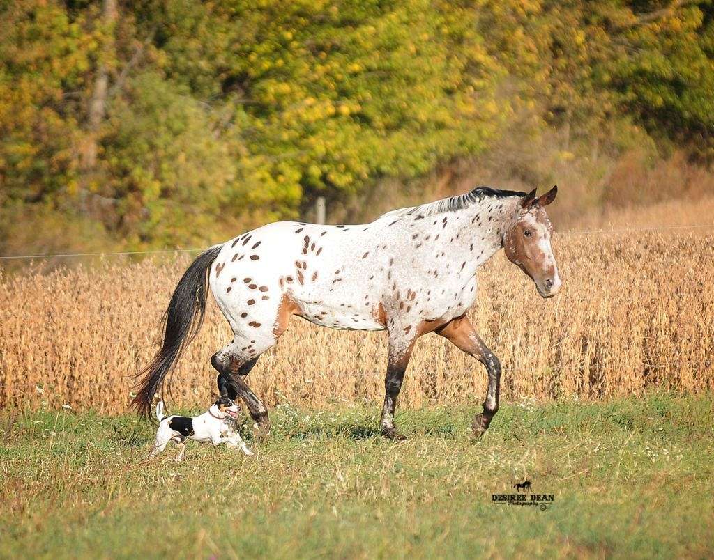 Fox Hill Farm on EquineNow