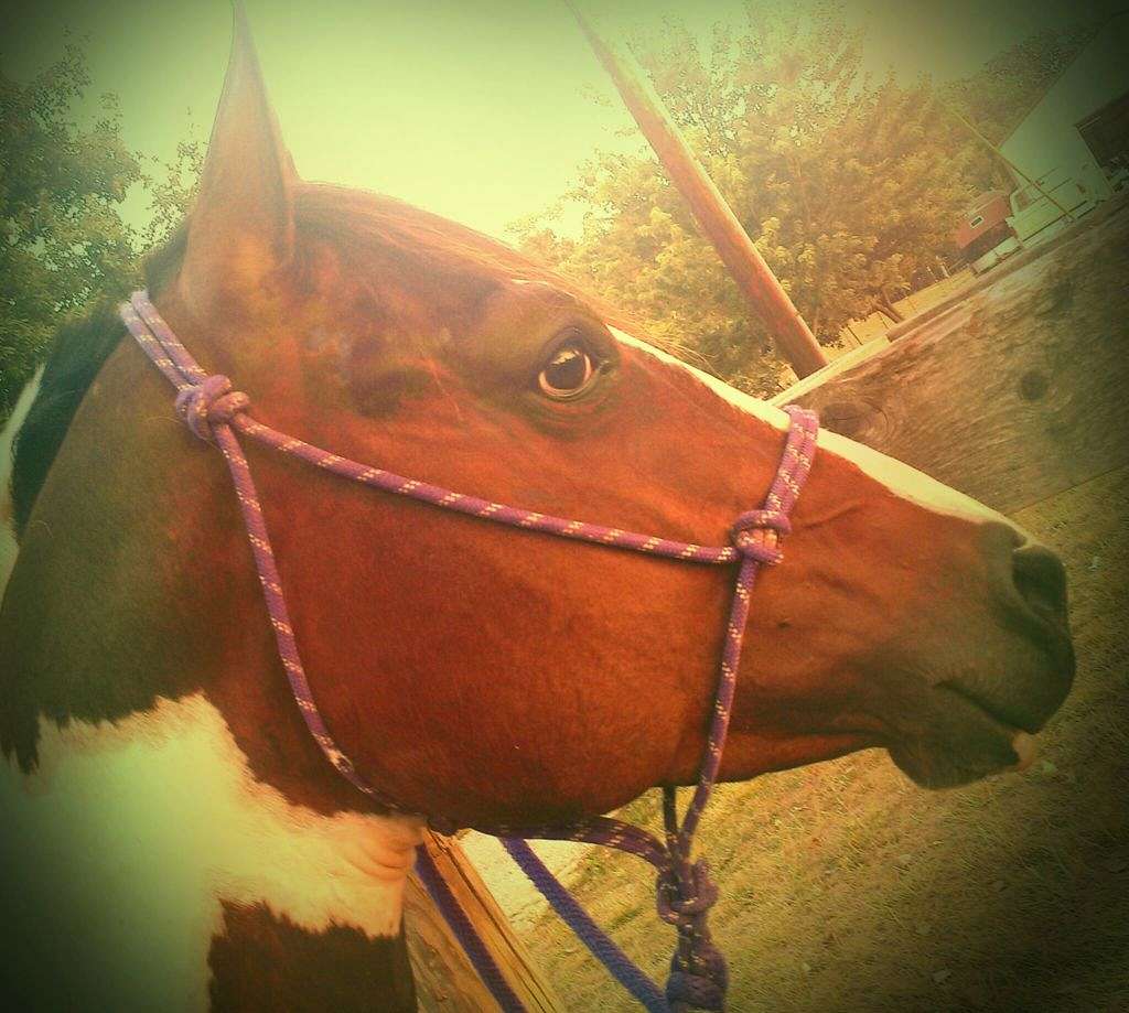 Sky View farm on EquineNow