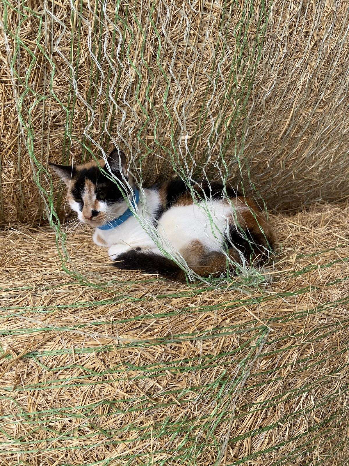 Reed Farm on EquineNow