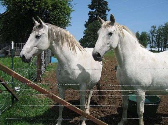 K C Ranch Lipizzaners on EquineNow