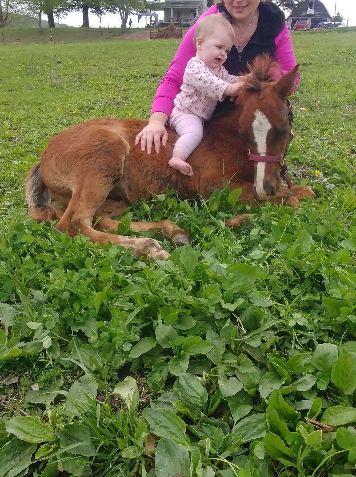 4D Farms on EquineNow