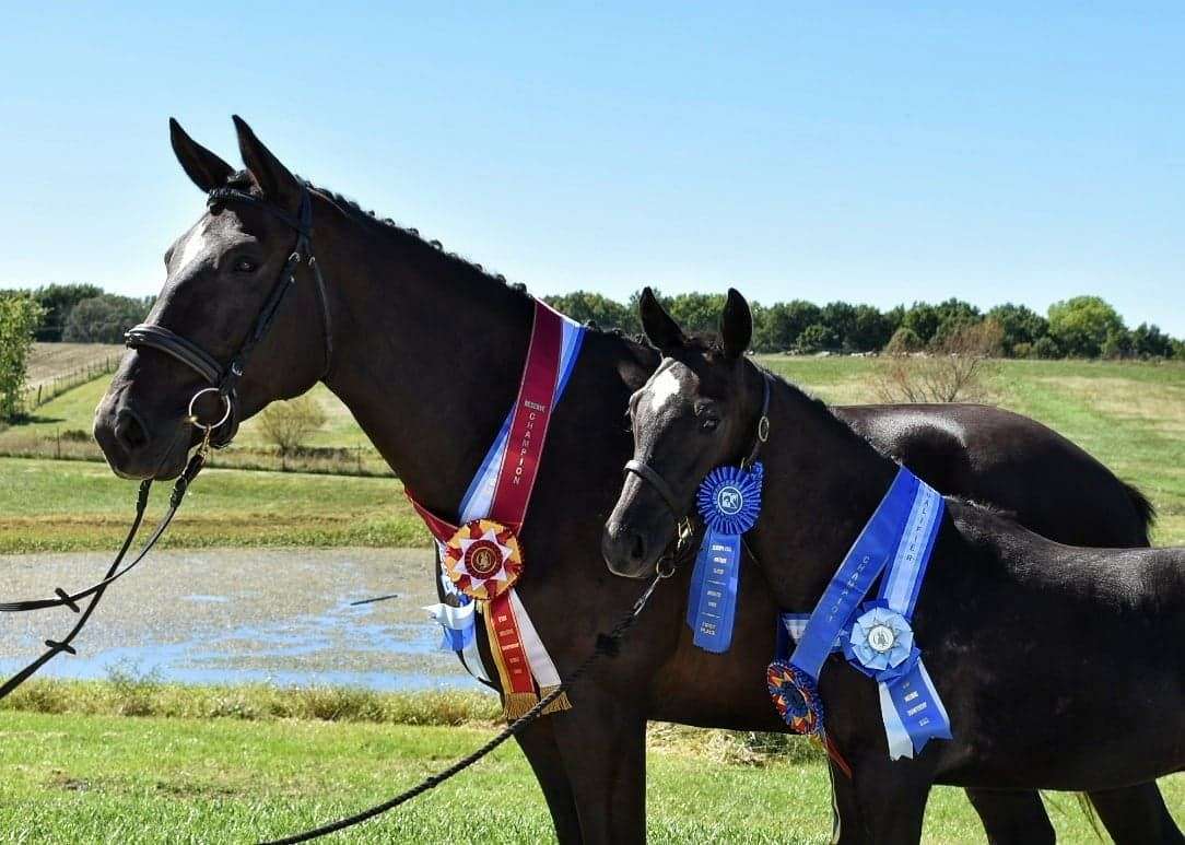 Lasting Star Equestrian on EquineNow