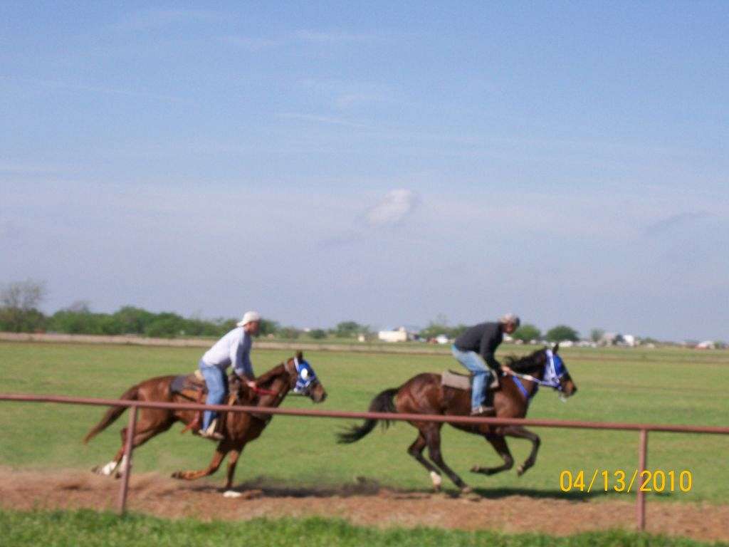 Rankin Breaking And Training on EquineNow