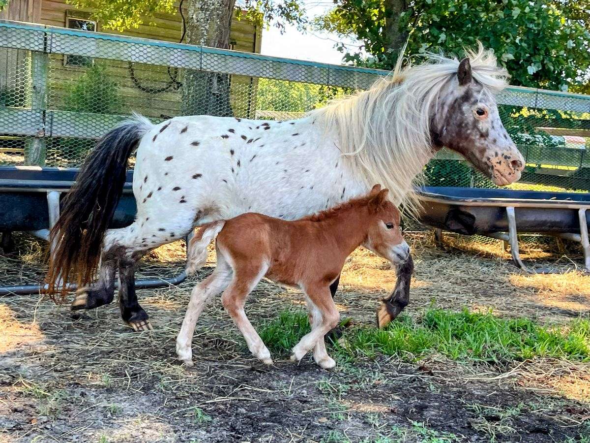 Hidden Pines Miniature Horse Farm on EquineNow