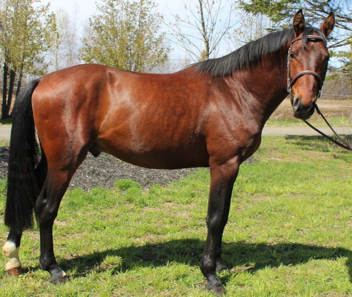 Rock Forest Stables on EquineNow