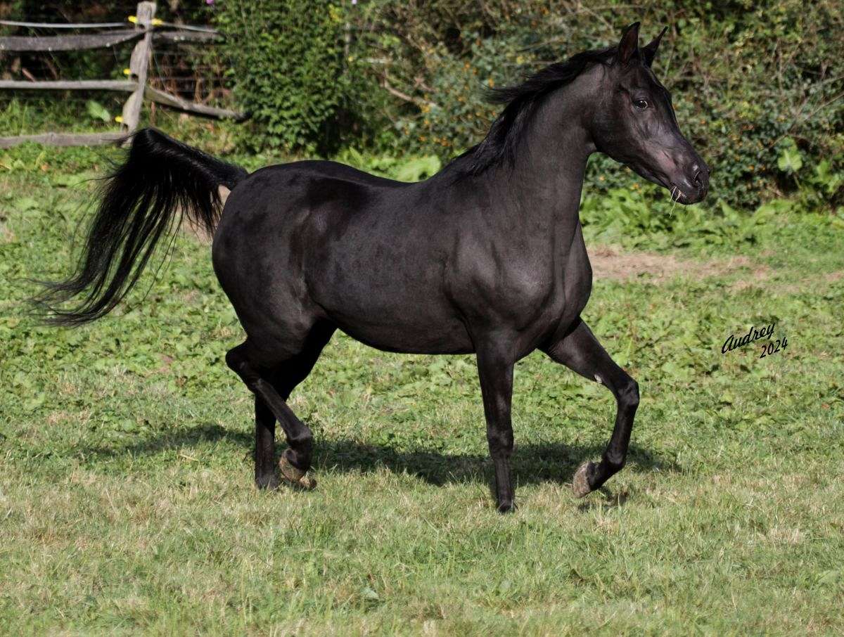 Black Arabian Horses For Sale at Kristie Rhodes blog